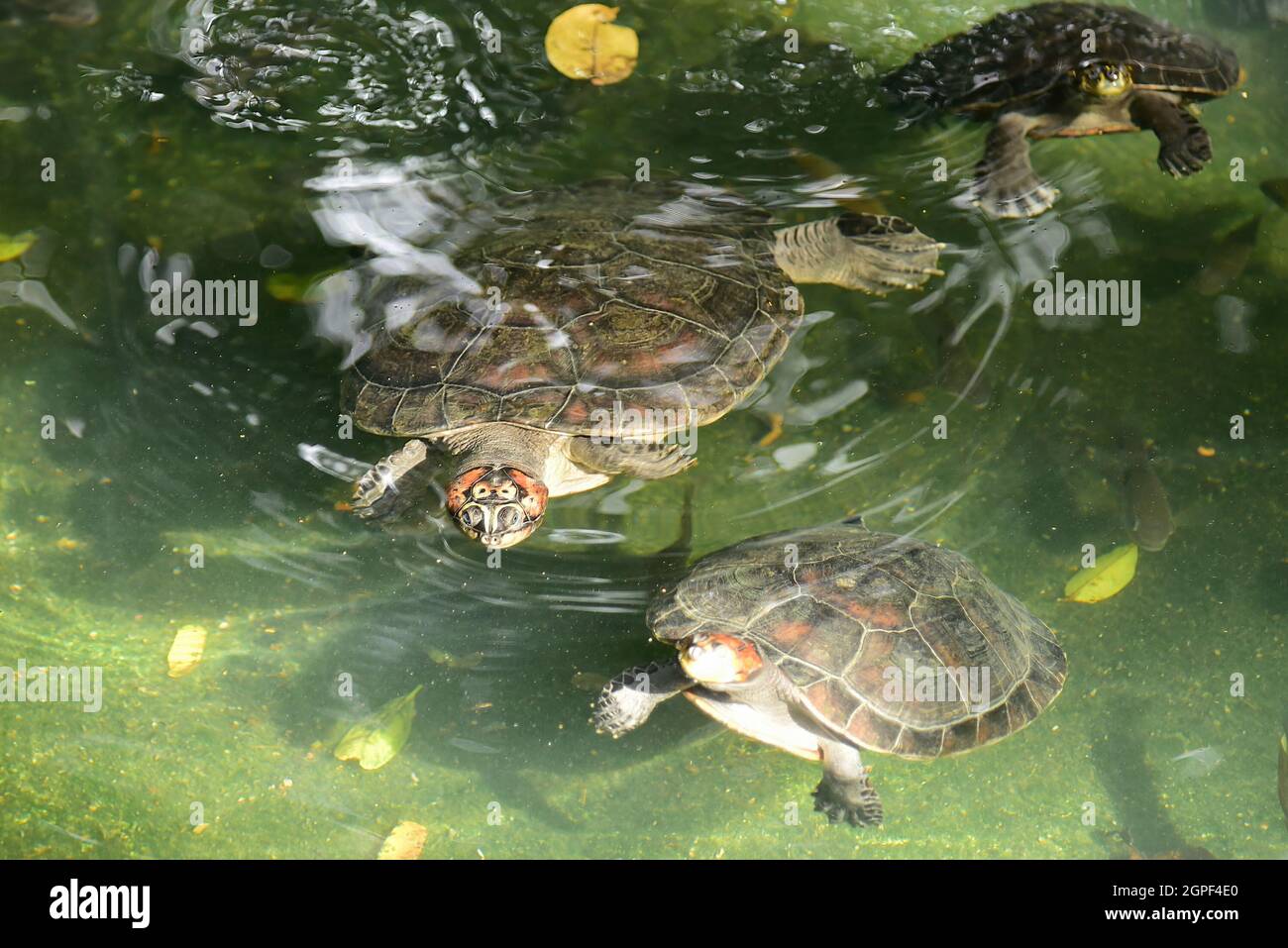 Freshwater turtles swimming in a pond Stock Photo - Alamy