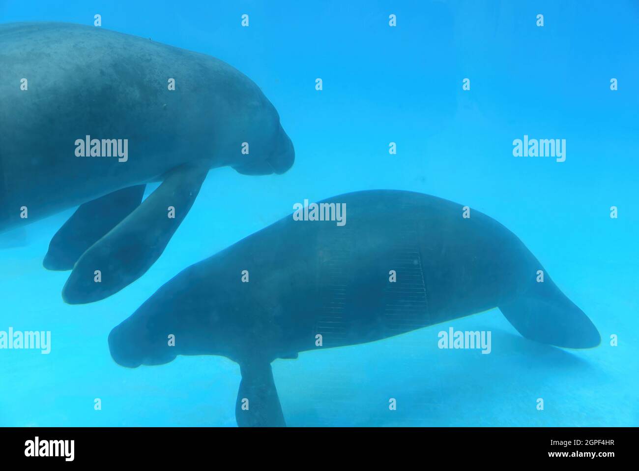 Baby Amazonian Manatee