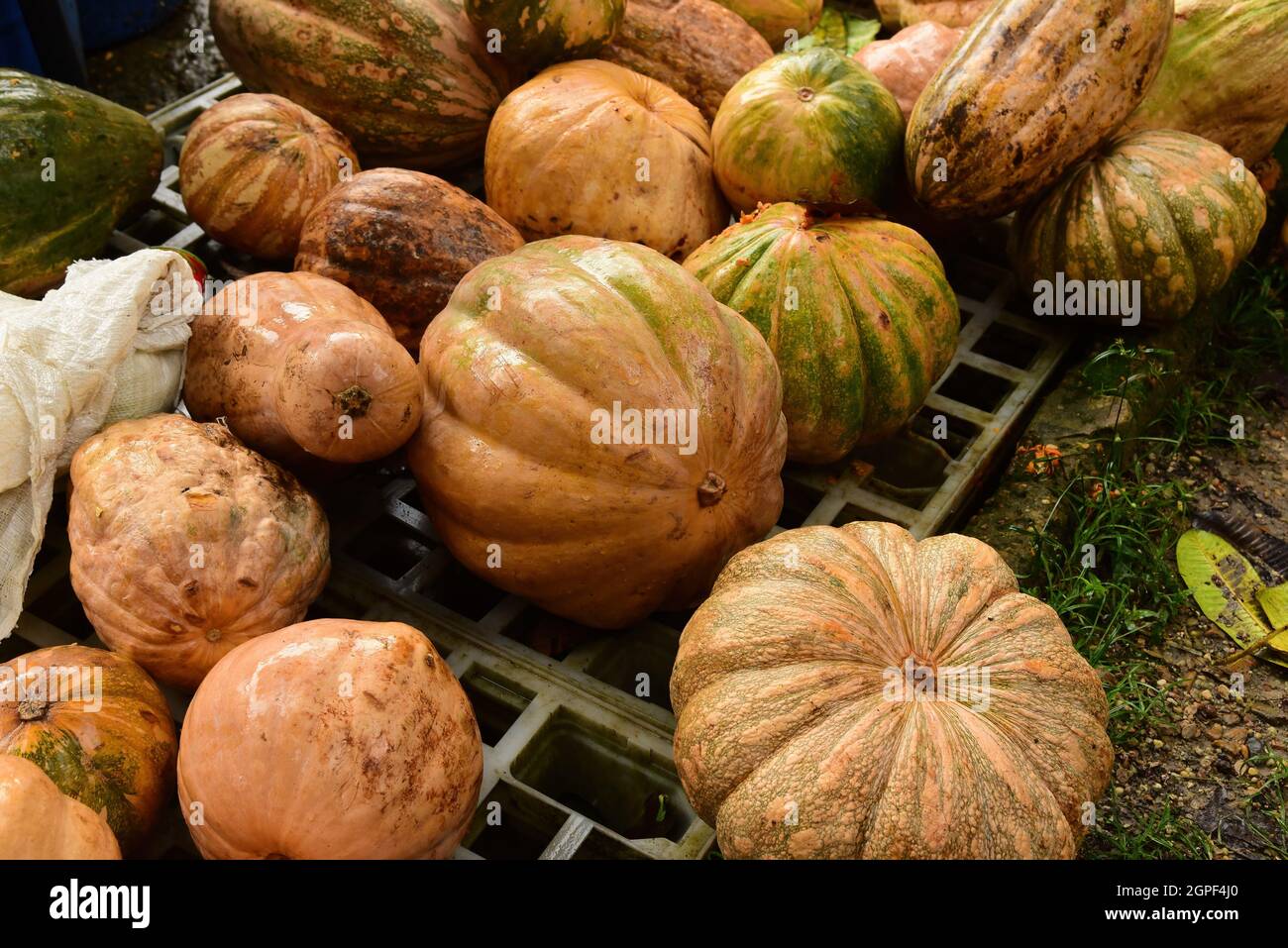 Fresh crop pumpkins in a farm of Manaus, Brasil Stock Photo - Alamy