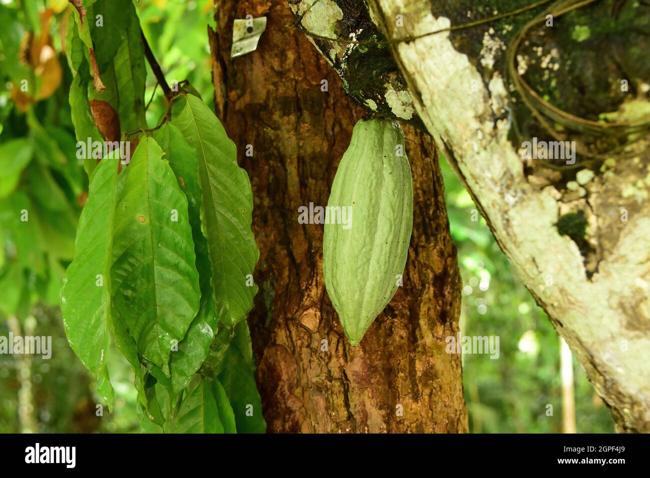 Unripe young green cocoa pods on the tree in a cocoa farm production in ...