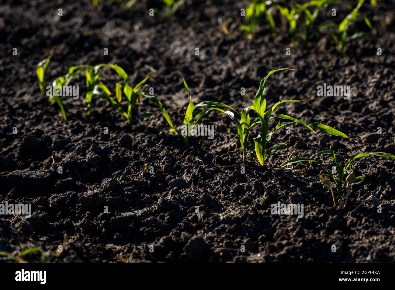 Rows of corn sprouts beginning to grow. Young corn seedlings growing in ...