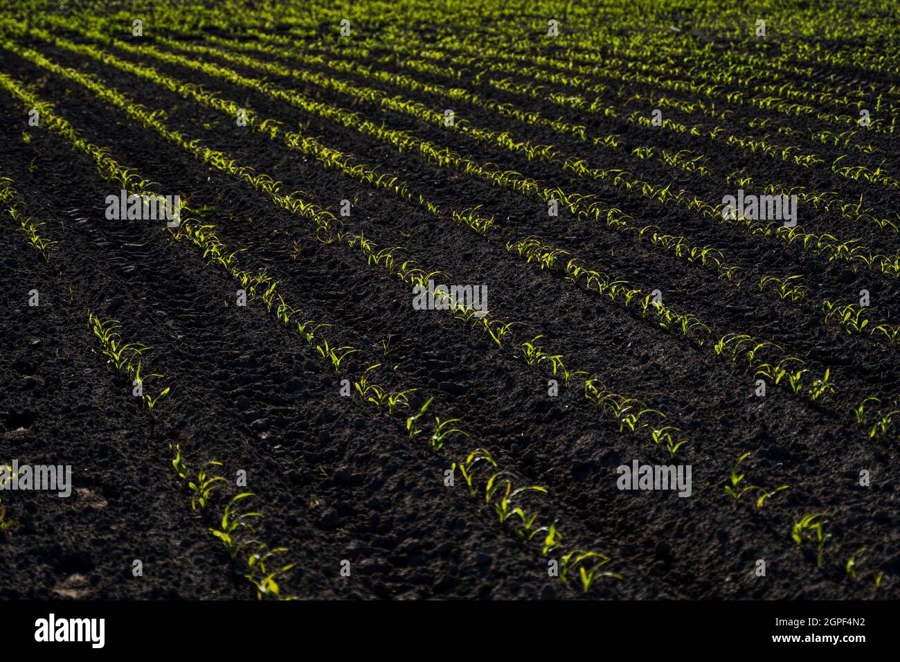 Rows of corn sprouts beginning to grow. Young corn seedlings growing in ...