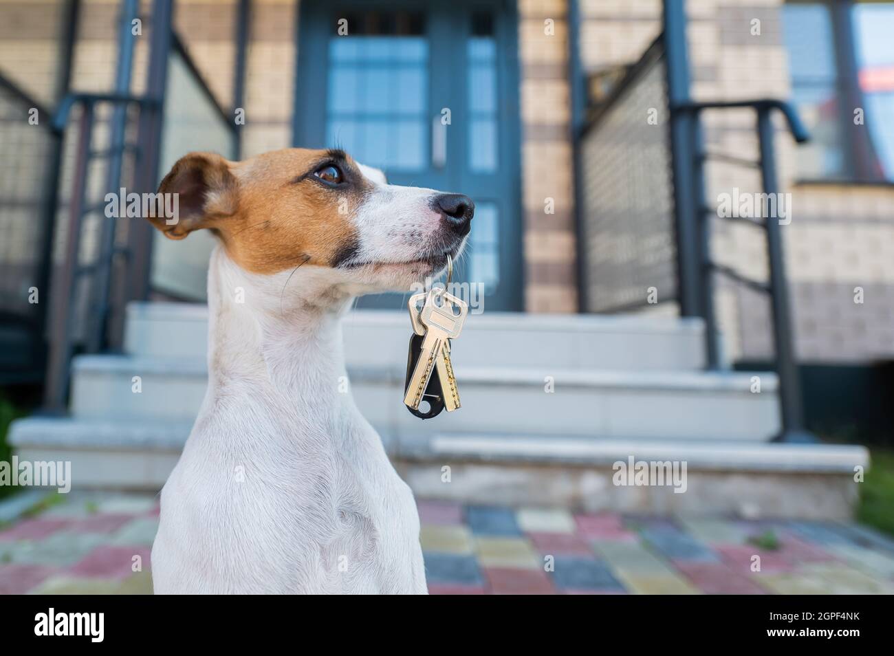 Dog keys mouth hi-res stock photography and images - Alamy
