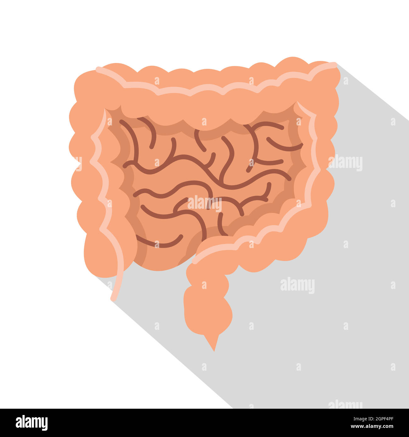 Human digestive system intestines hi-res stock photography and images ...