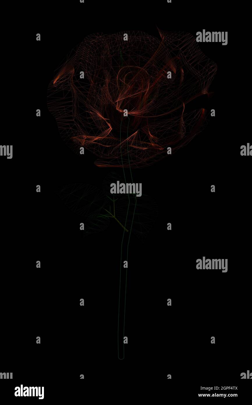 Wireframe of a red rose on a black background .. Vector illustration ...
