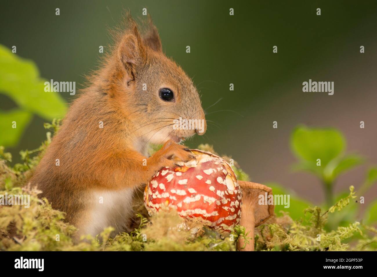 Animal eating mushroom hi-res stock photography and images - Alamy