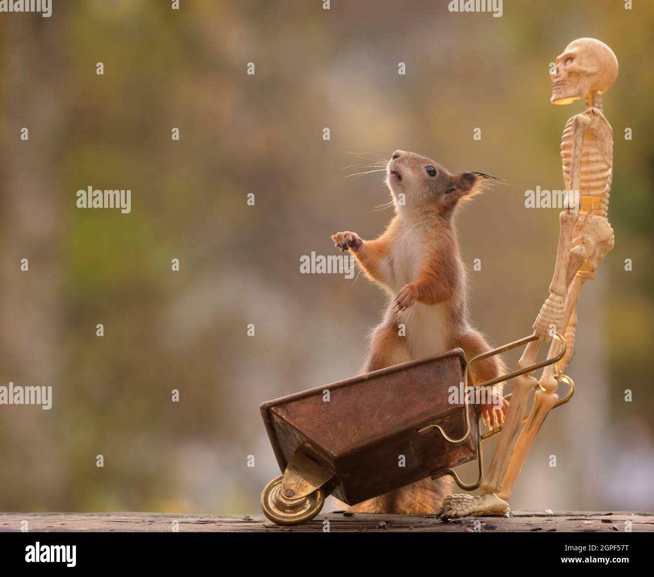 Passenger wheelbarrow hi-res stock photography and images - Alamy