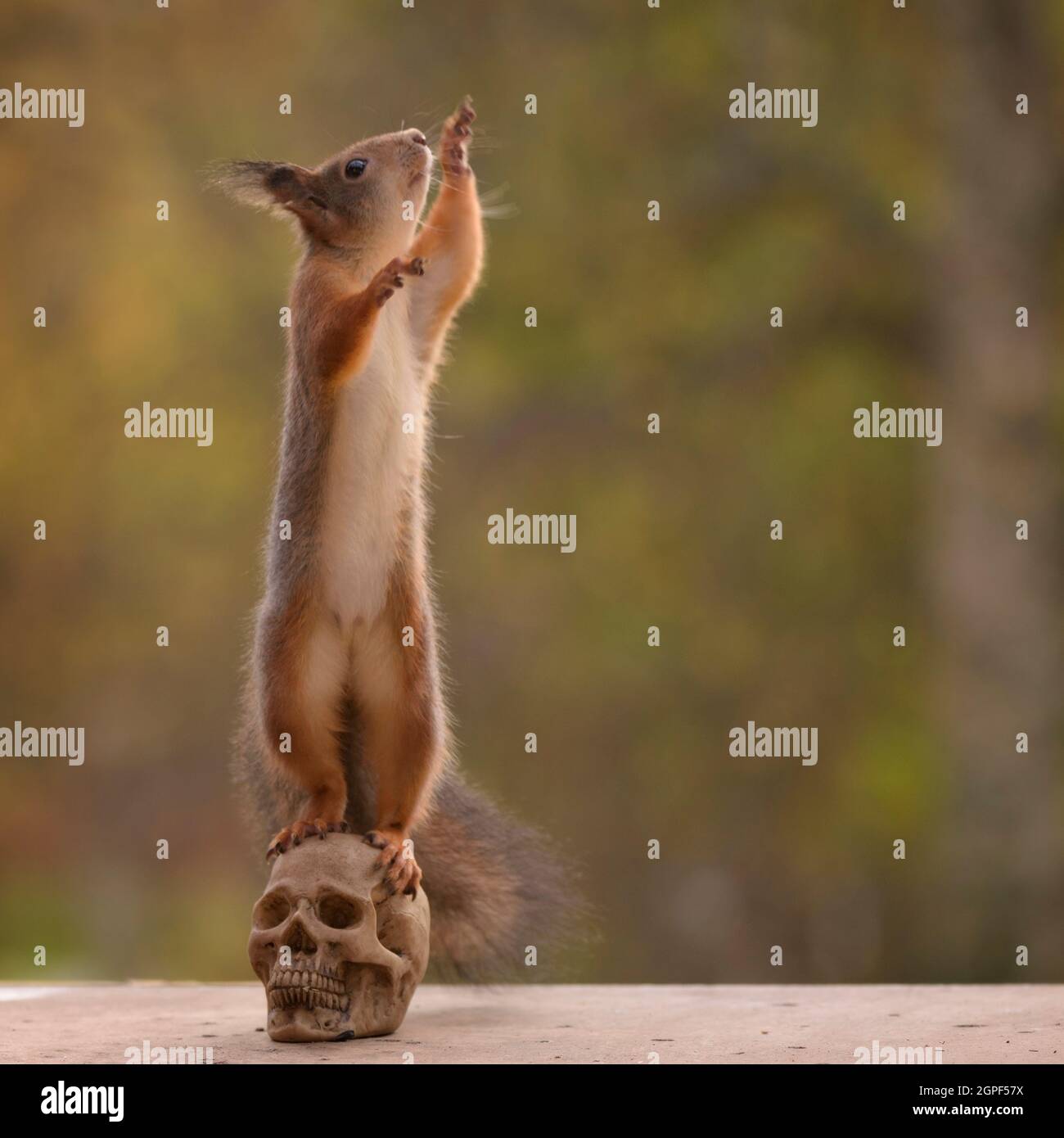 Red squirrel is reaching for a leaf hi-res stock photography and images ...