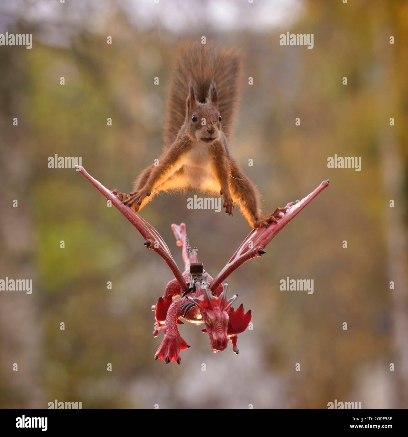Red squirrel is standing on a dragon hi-res stock photography and ...