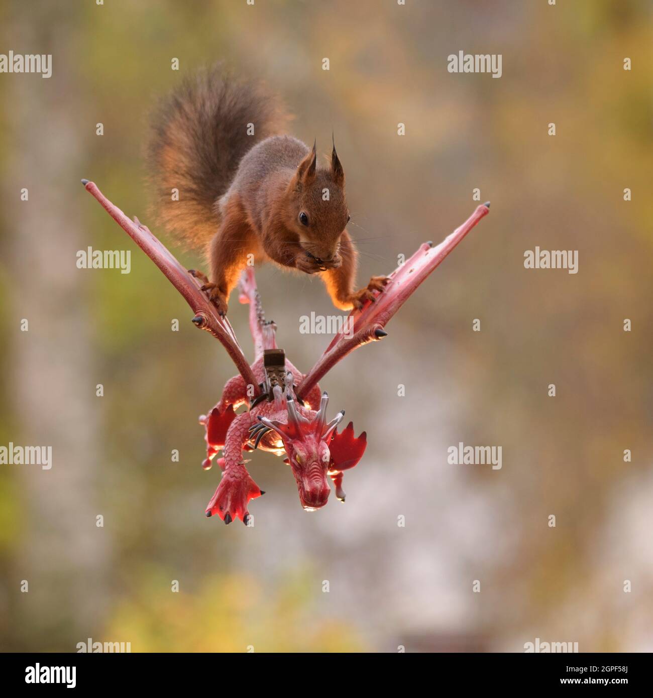 Red squirrel is standing on a dragon hi-res stock photography and ...