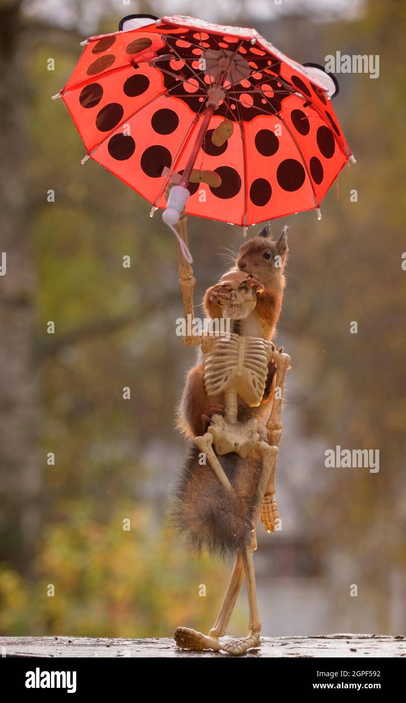 red squirrel is holding a skeleton under a umbrella Stock Photo - Alamy