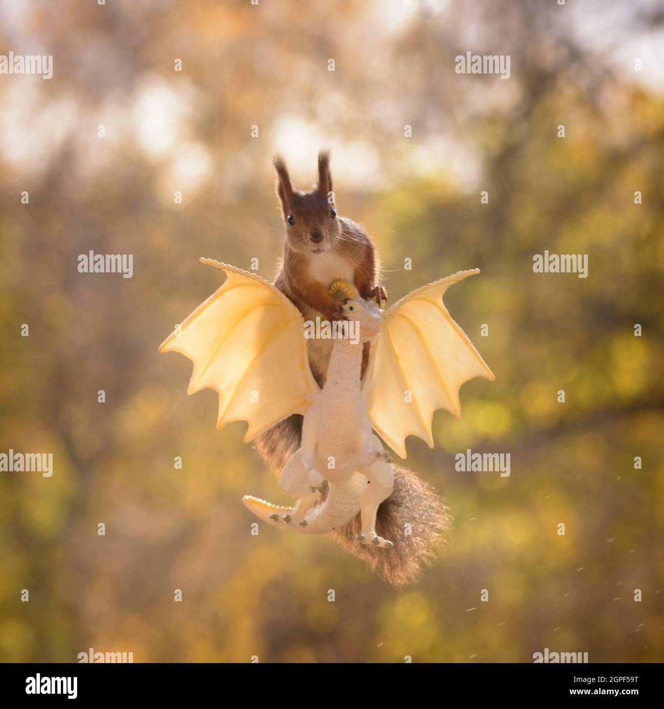 Red squirrel is sitting on a white dragon Stock Photo - Alamy