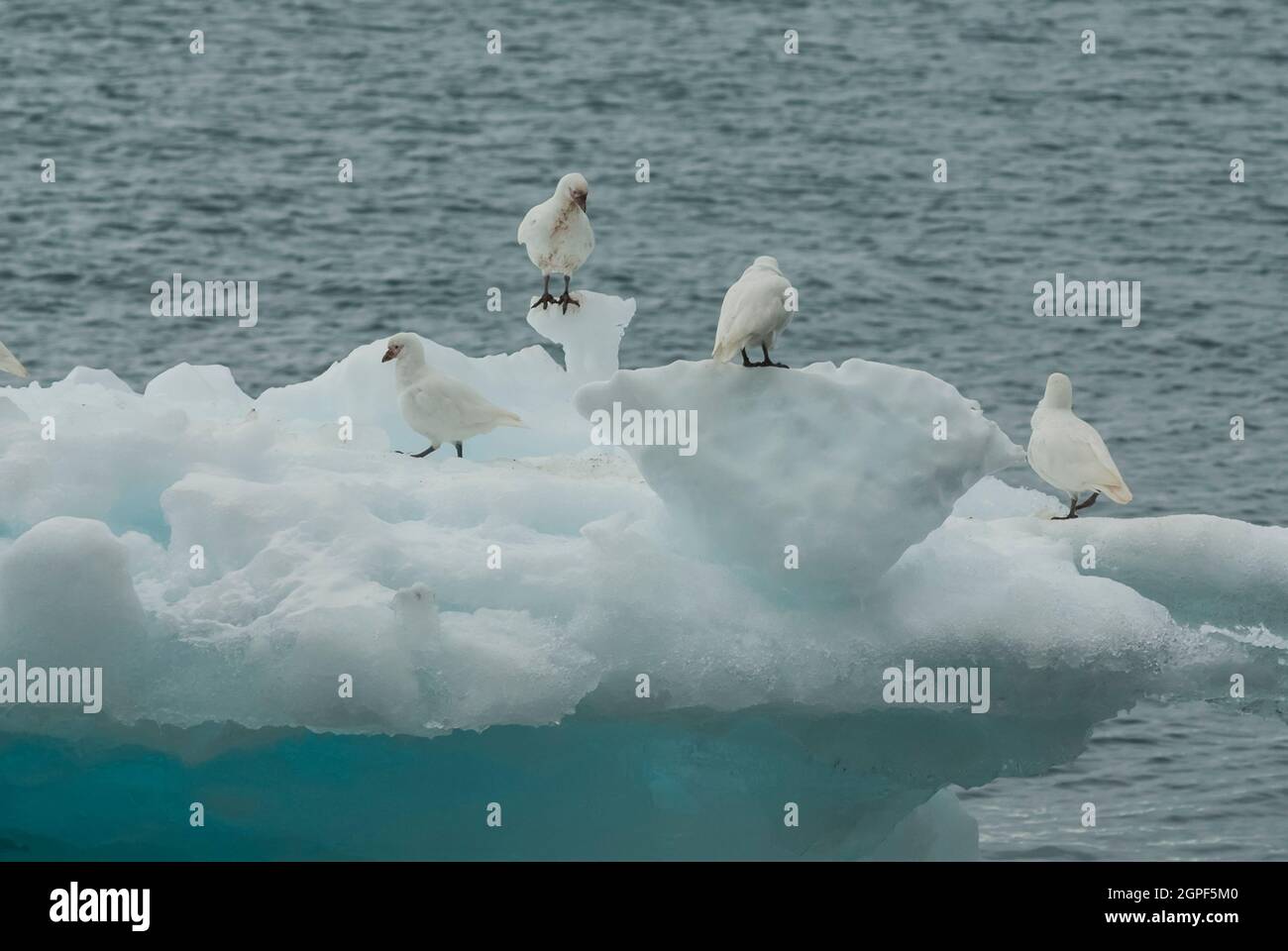 Paloma antartica hi-res stock photography and images - Alamy
