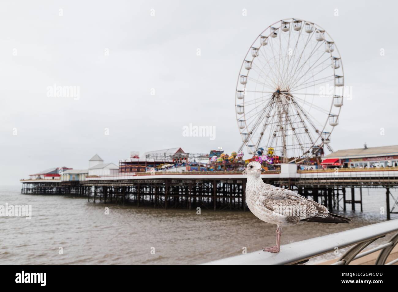 A sea gull pictured in front of Central Pier on Blackpool beach in ...