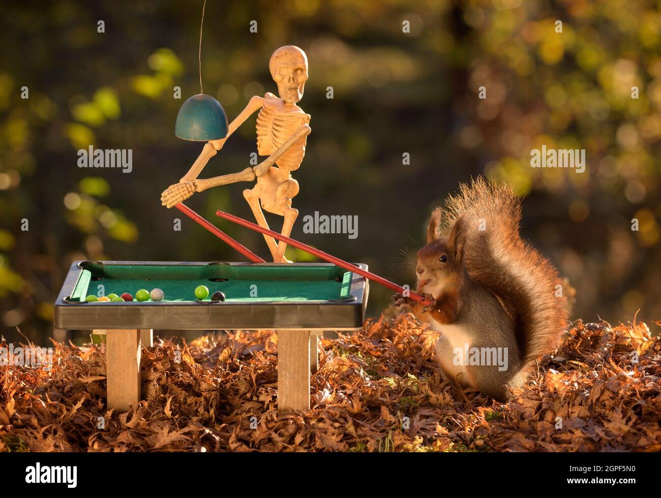 red squirrel with a skeleton att a pool table Stock Photo - Alamy