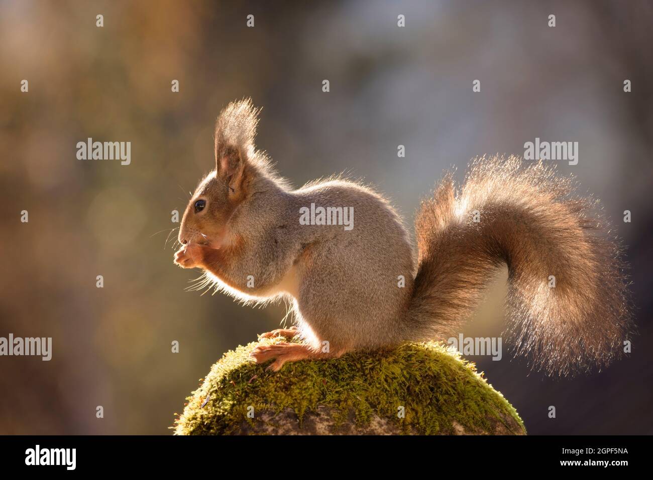 Profile of red squirrel standing on a rock hi-res stock photography and ...