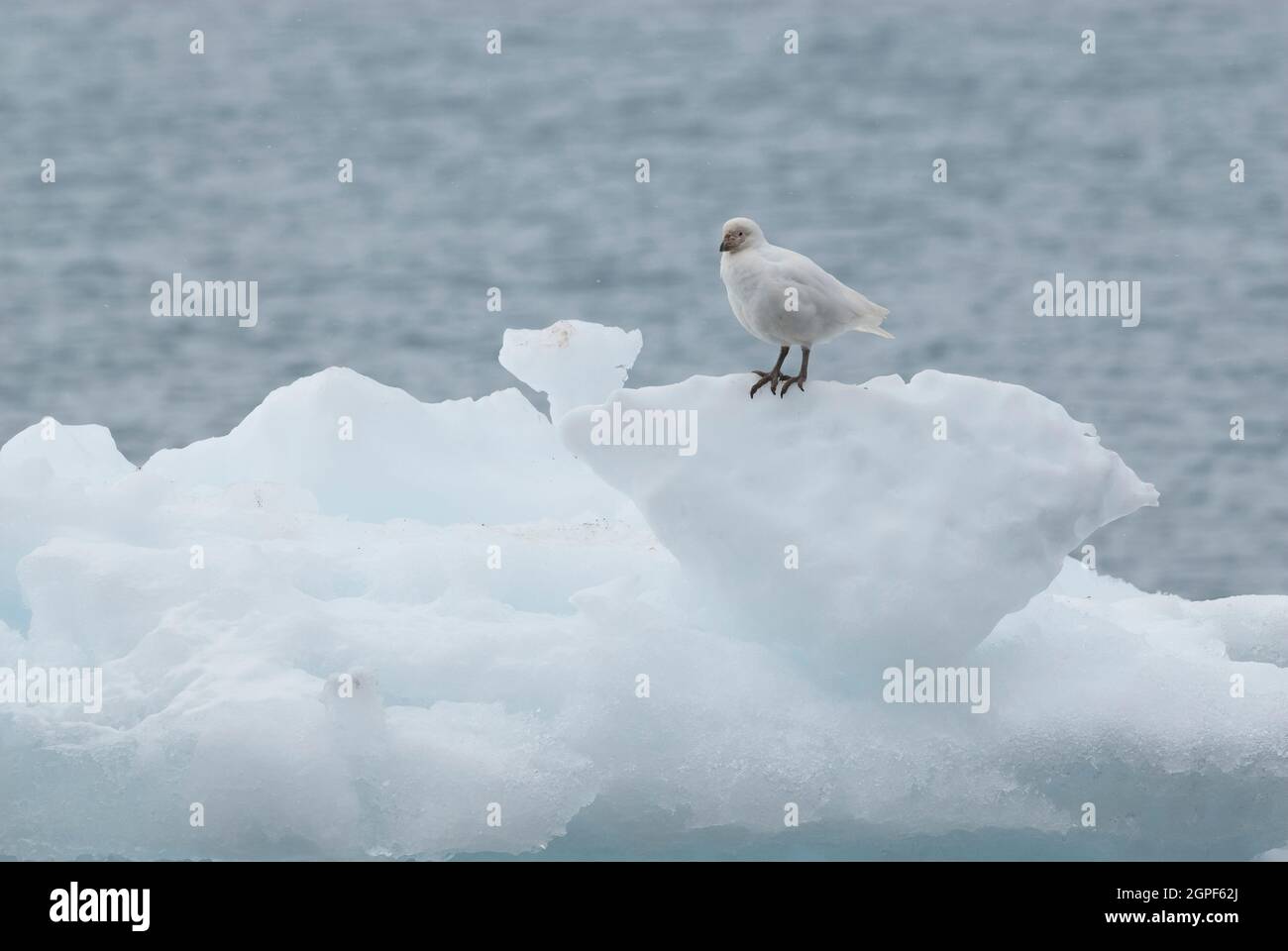 Snowy Sheathbill, Chionis albus, on ice, Antartica Stock Photo - Alamy