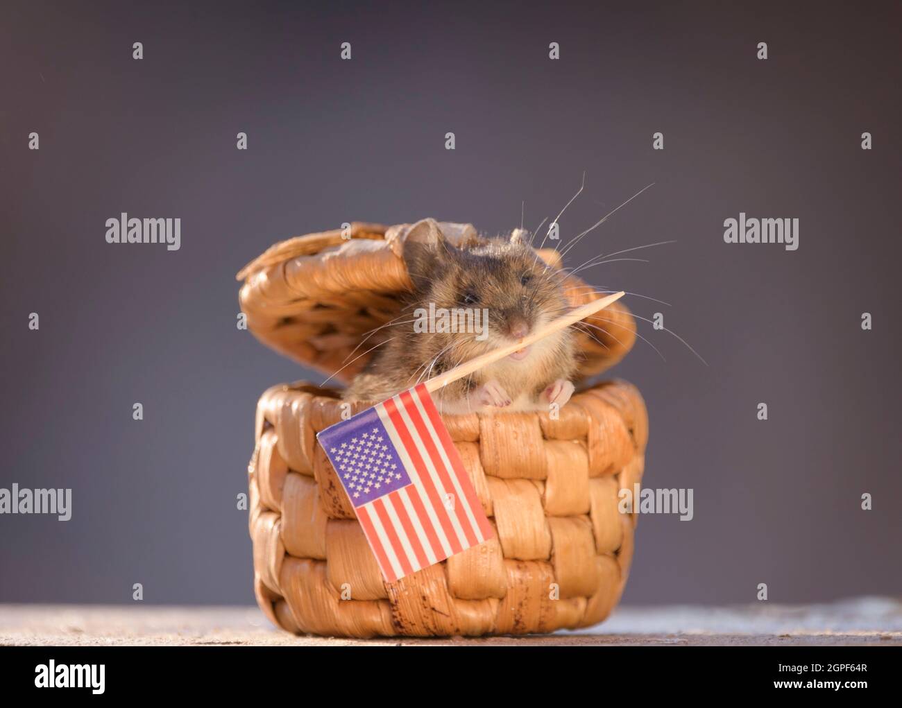 Mouse in the mouth hi-res stock photography and images - Alamy