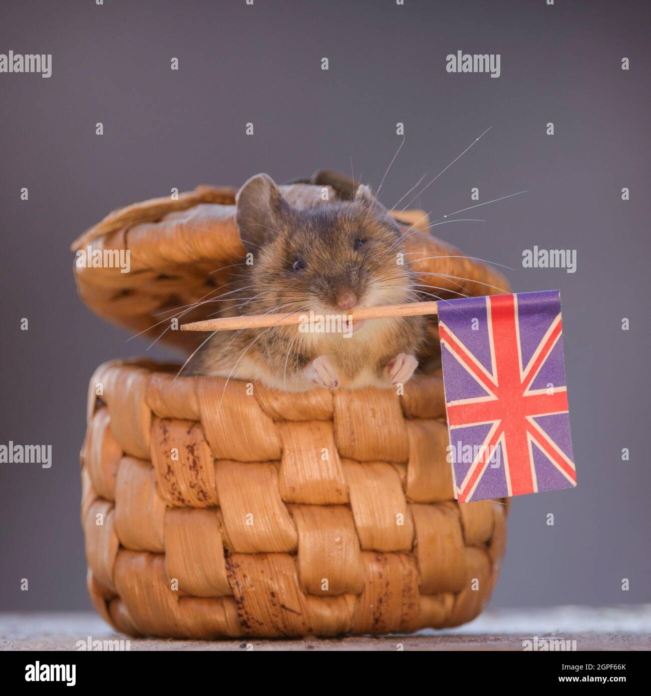 House mouse uk mus musculus hi-res stock photography and images - Alamy