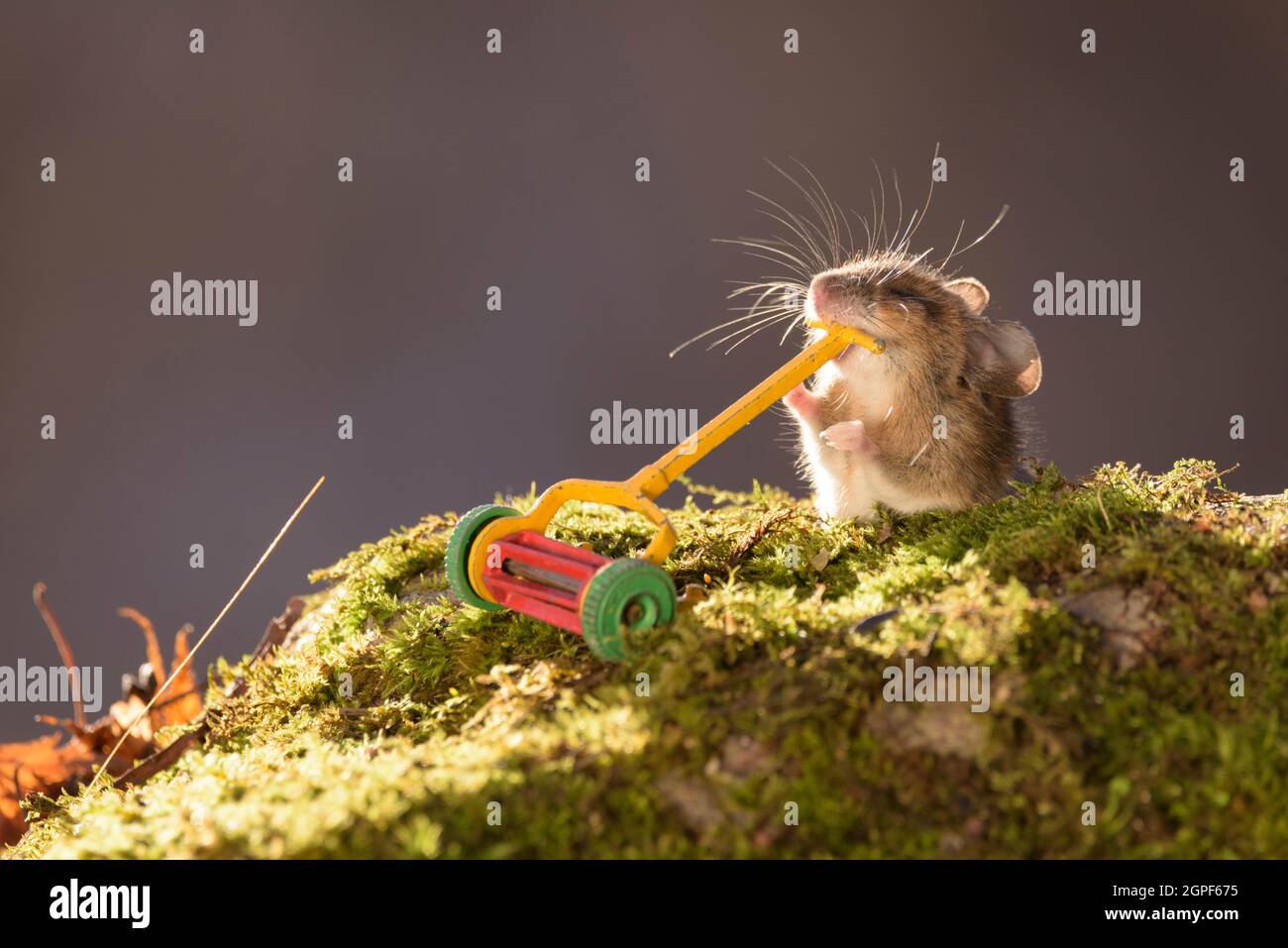 Mouse animal grass hi-res stock photography and images - Alamy