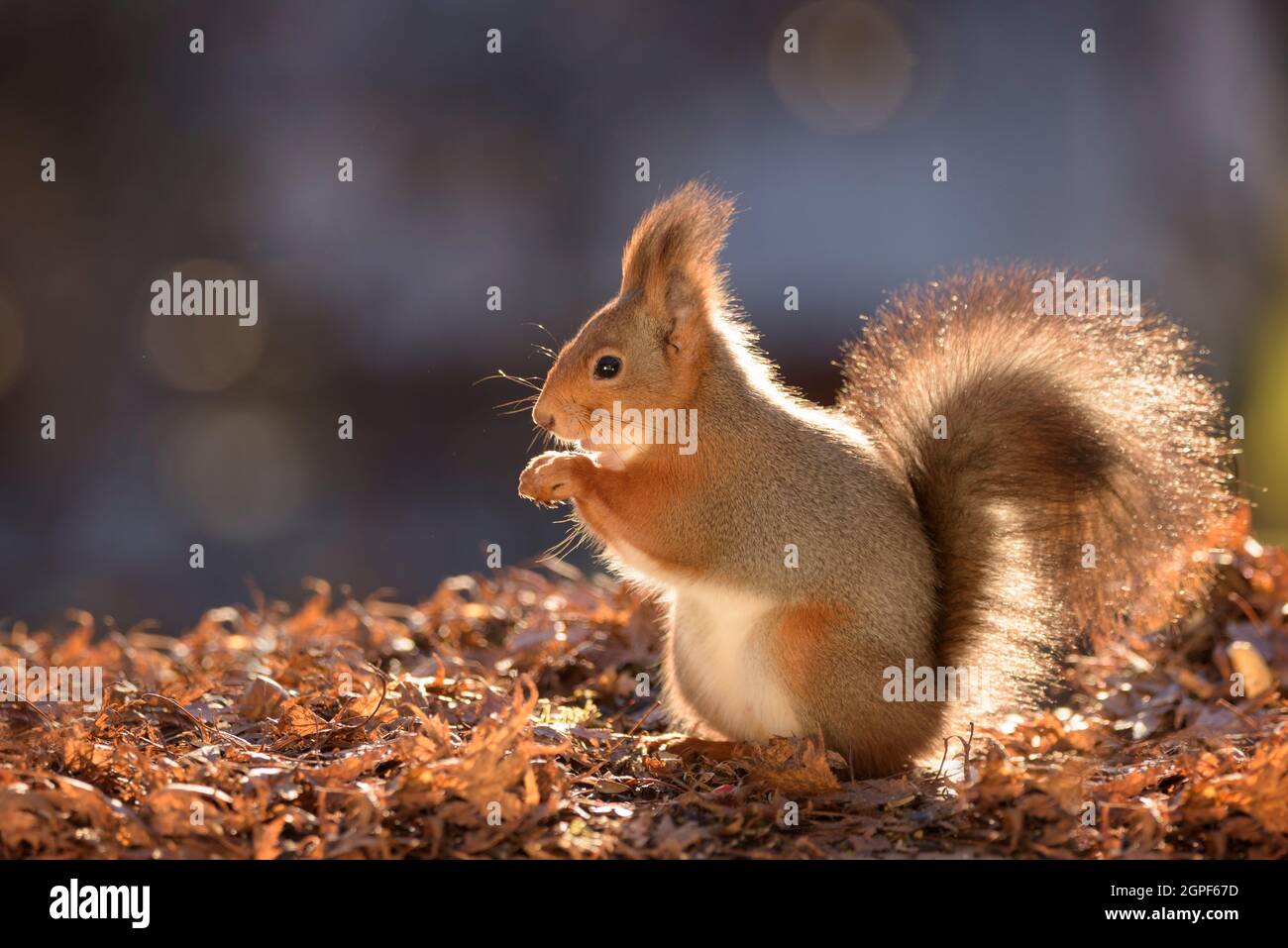 Red squirrel standing in the sun hi-res stock photography and images ...