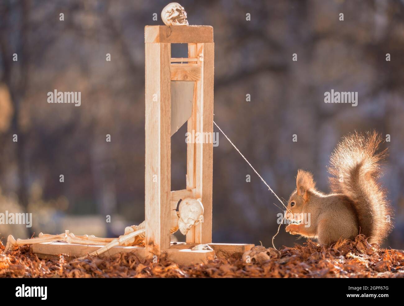 skeleton and red squirrel with a guillotine Stock Photo - Alamy