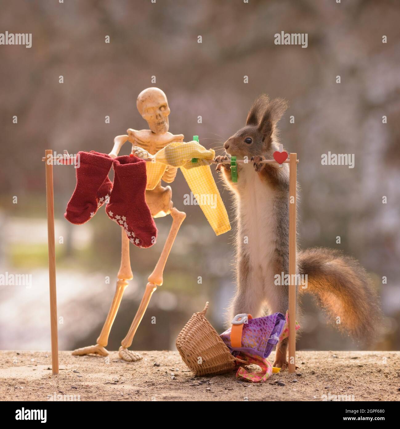 skeleton and red squirrel with an washing line Stock Photo - Alamy