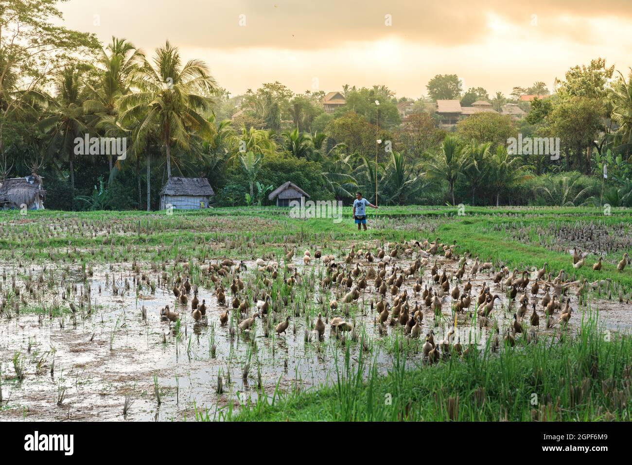 A farmer stands in a rice paddy field where ducks bath and eat snails ...