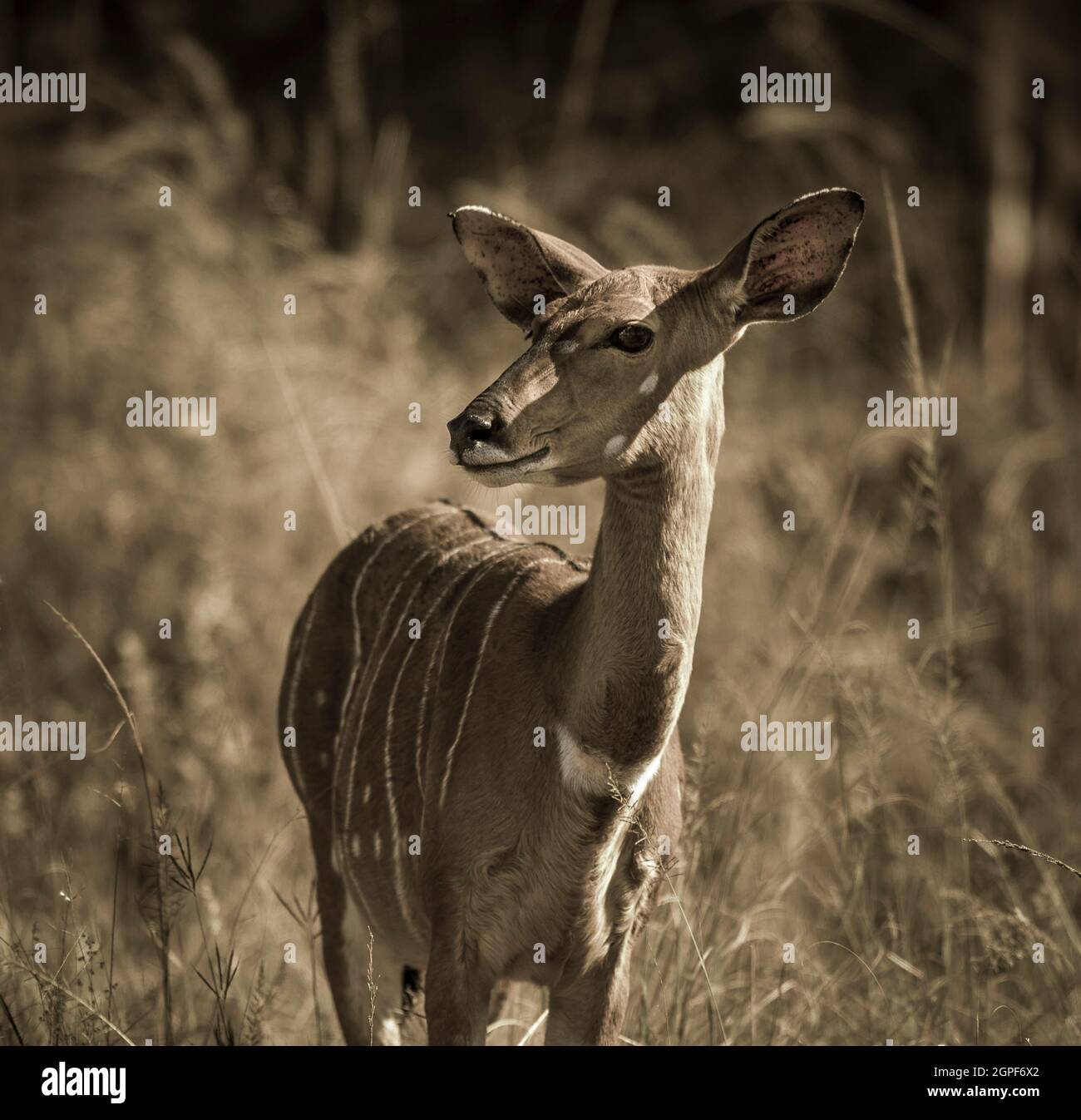 Nyala female in Kruger National Park, South Africa Stock Photo - Alamy