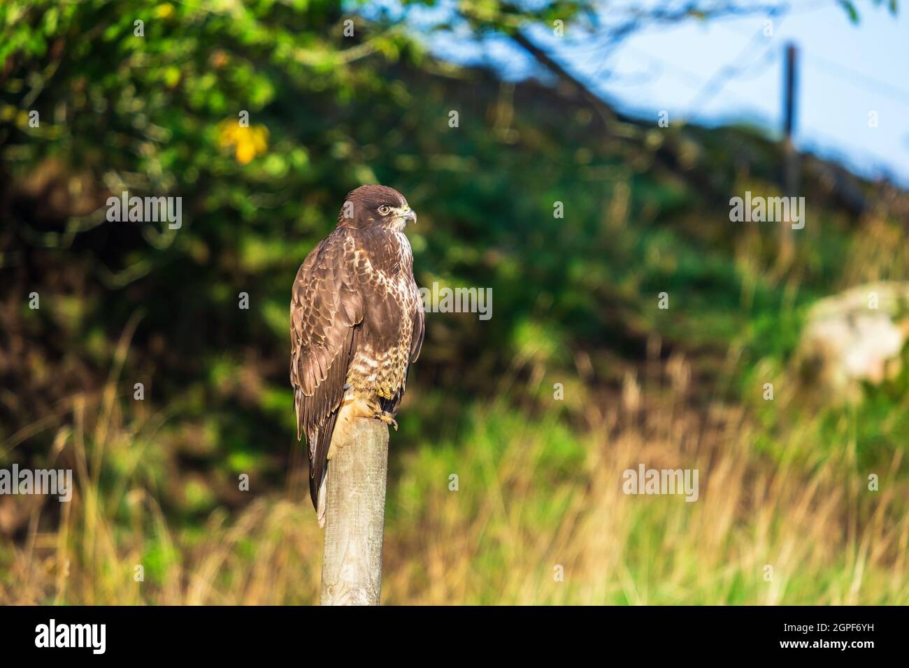 Buzzard sitting on a wood post at the roadside and looking Stock Photo ...