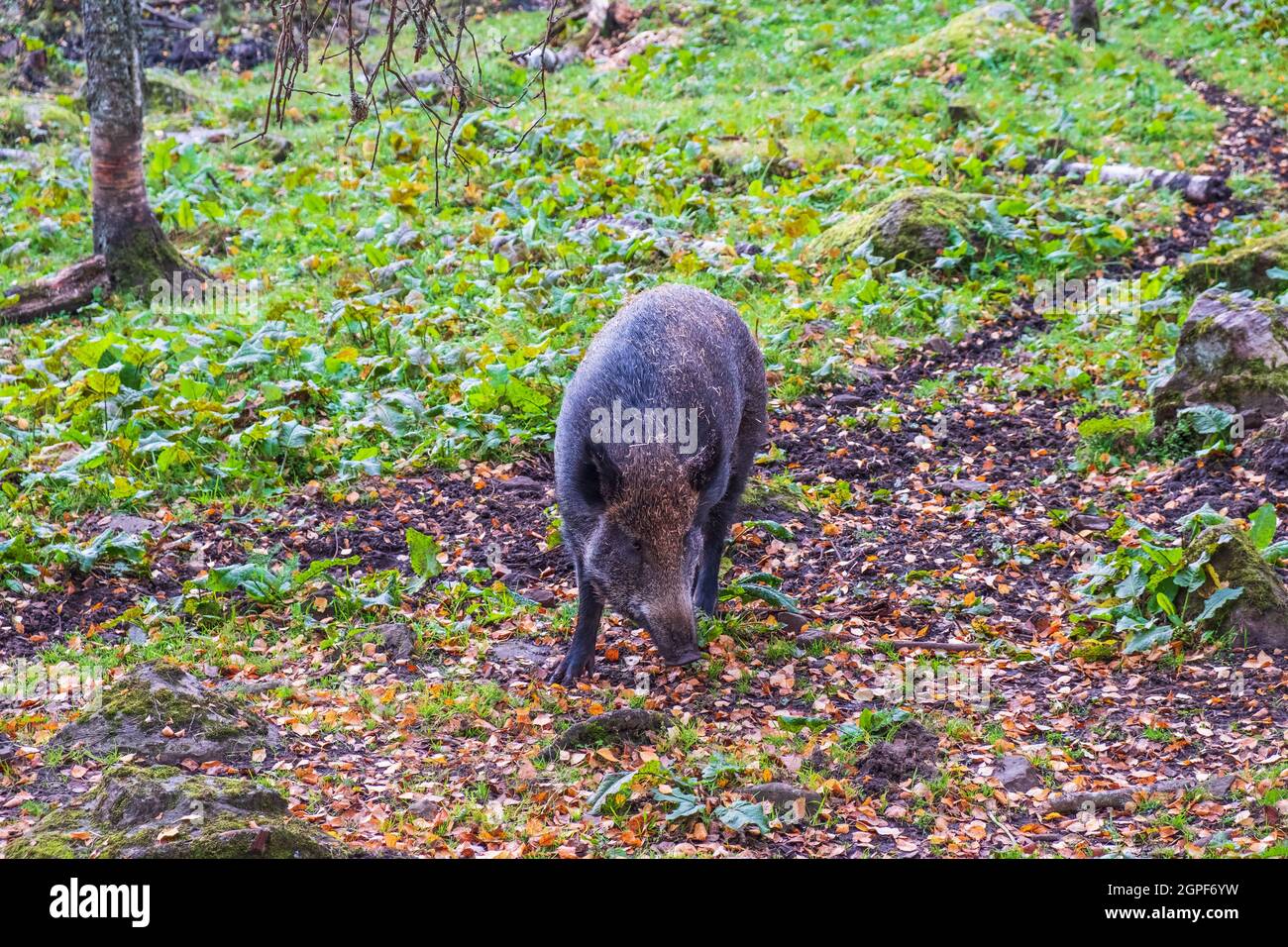 Wild boar grubs at the forest floor Stock Photo - Alamy
