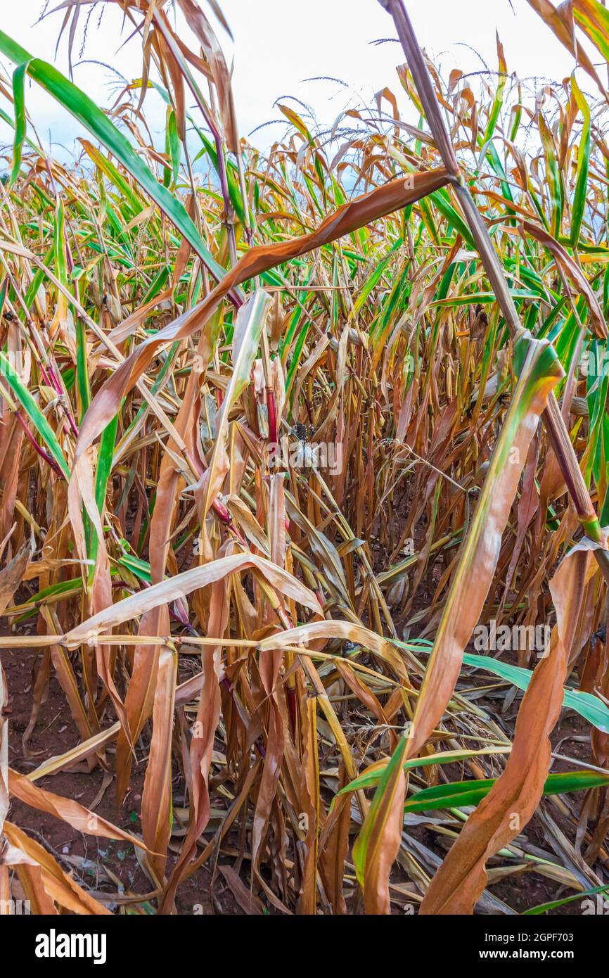 Dry cornfield stalks at a field Stock Photo - Alamy