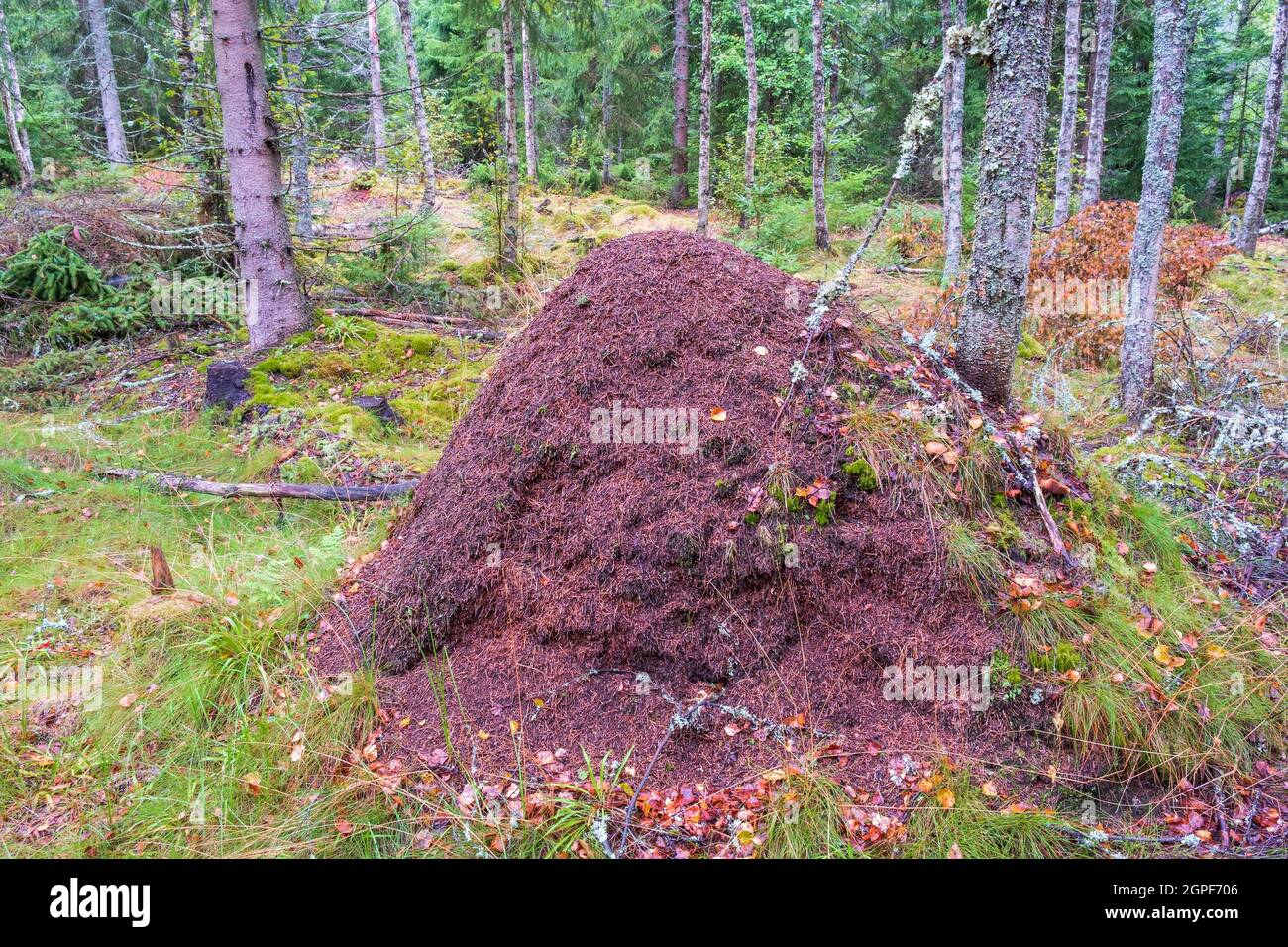Big Ant hill in a forest Stock Photo - Alamy
