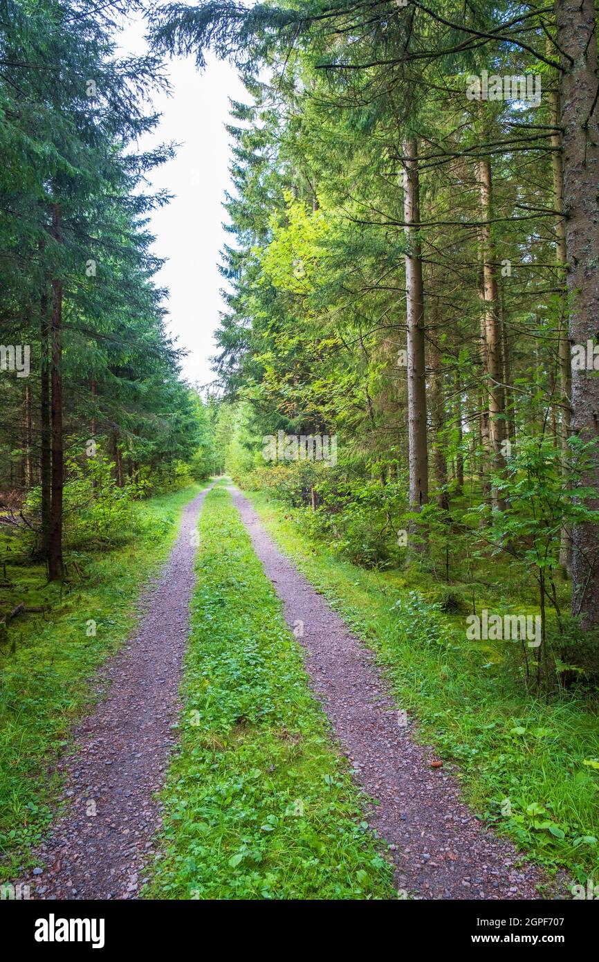 Beautiful landscape road conifer hi-res stock photography and images ...