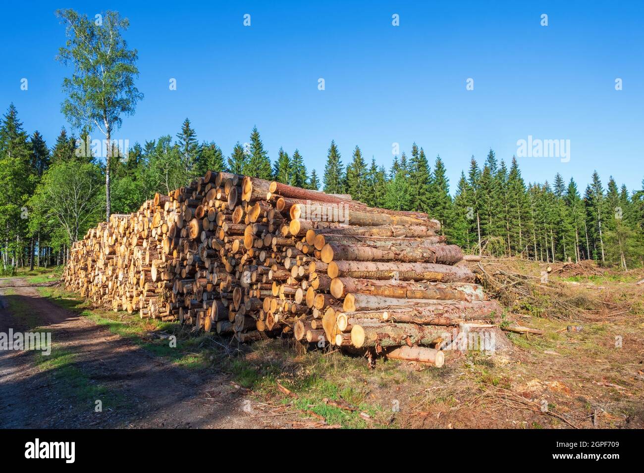 Timber log stack by a dirt road in a clear cutting area Stock Photo - Alamy