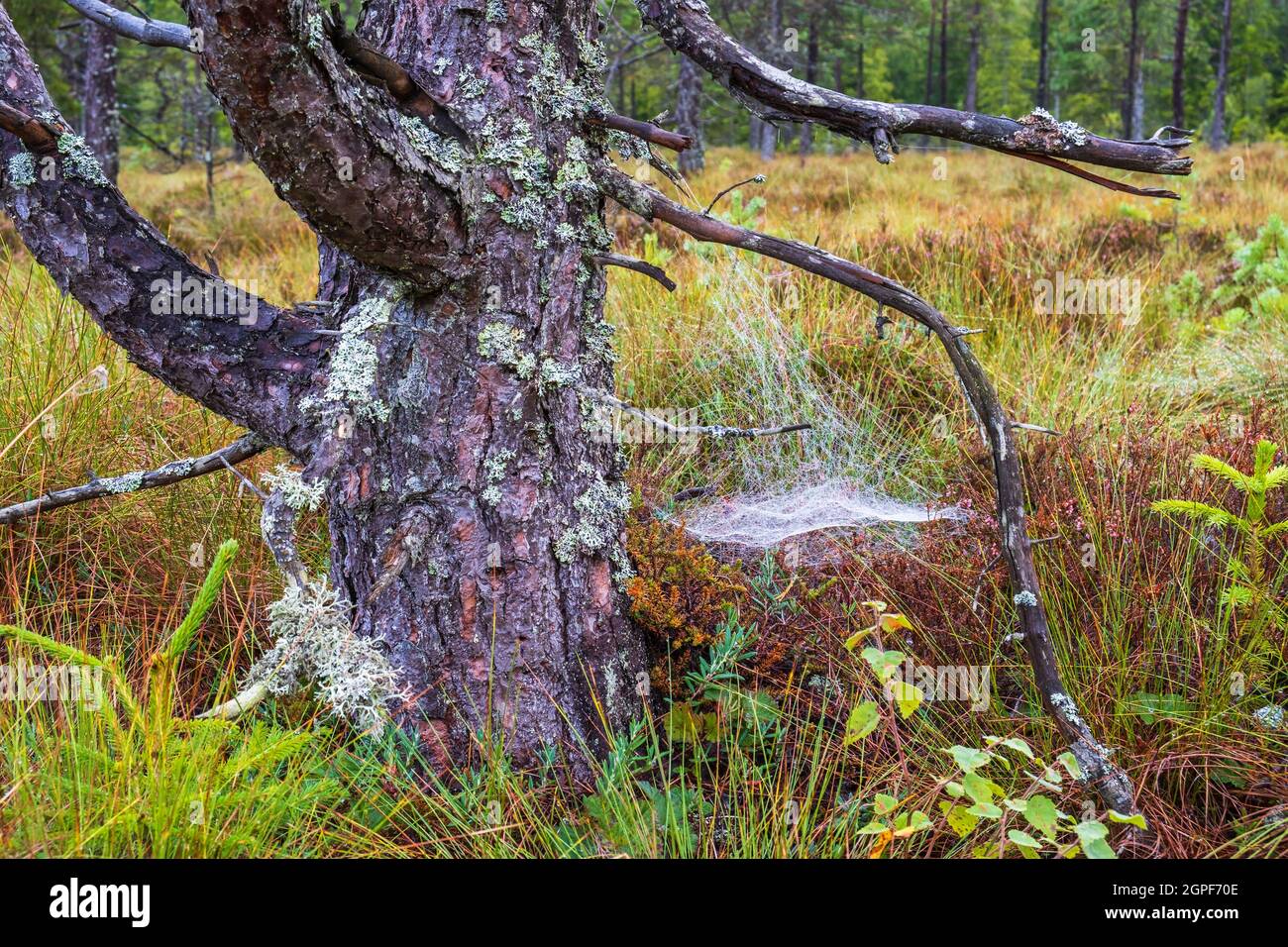 Old tree trunk on a bog with spider web Stock Photo - Alamy