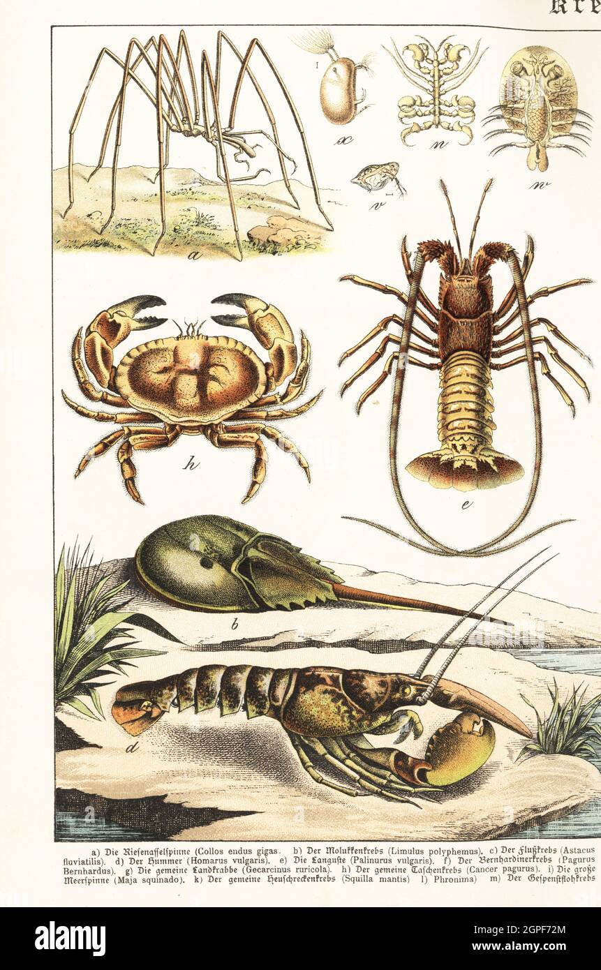 Sea spider, Colossendeis megalonyx a, American horseshoe crab, Limulus ...