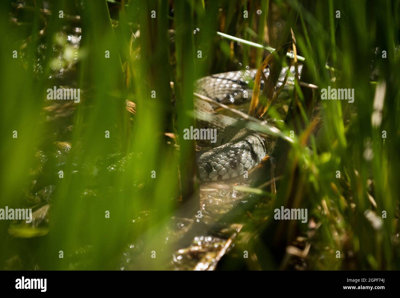 Snake view hi-res stock photography and images - Alamy