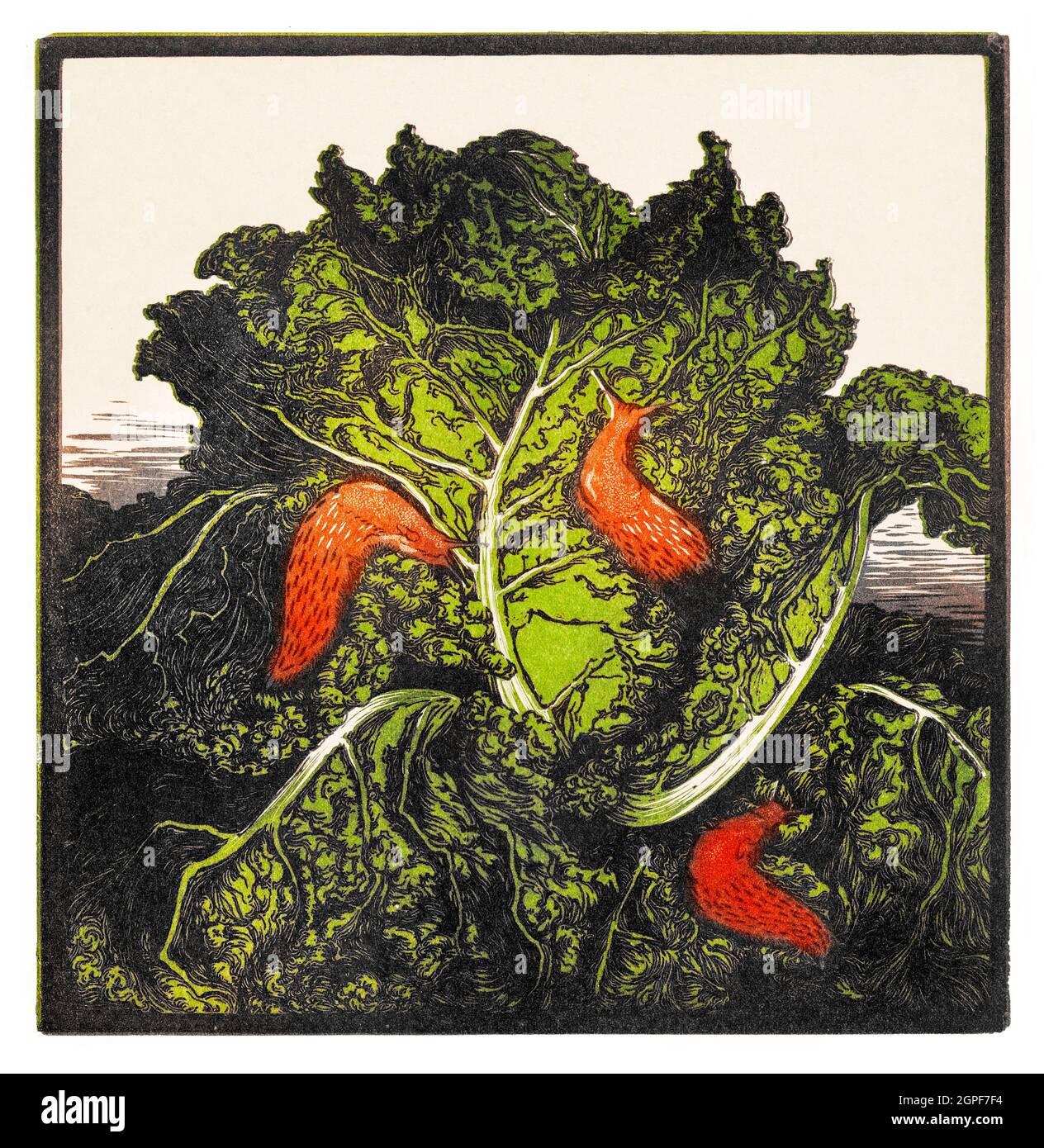 Slug garden plant Cut Out Stock Images & Pictures - Alamy