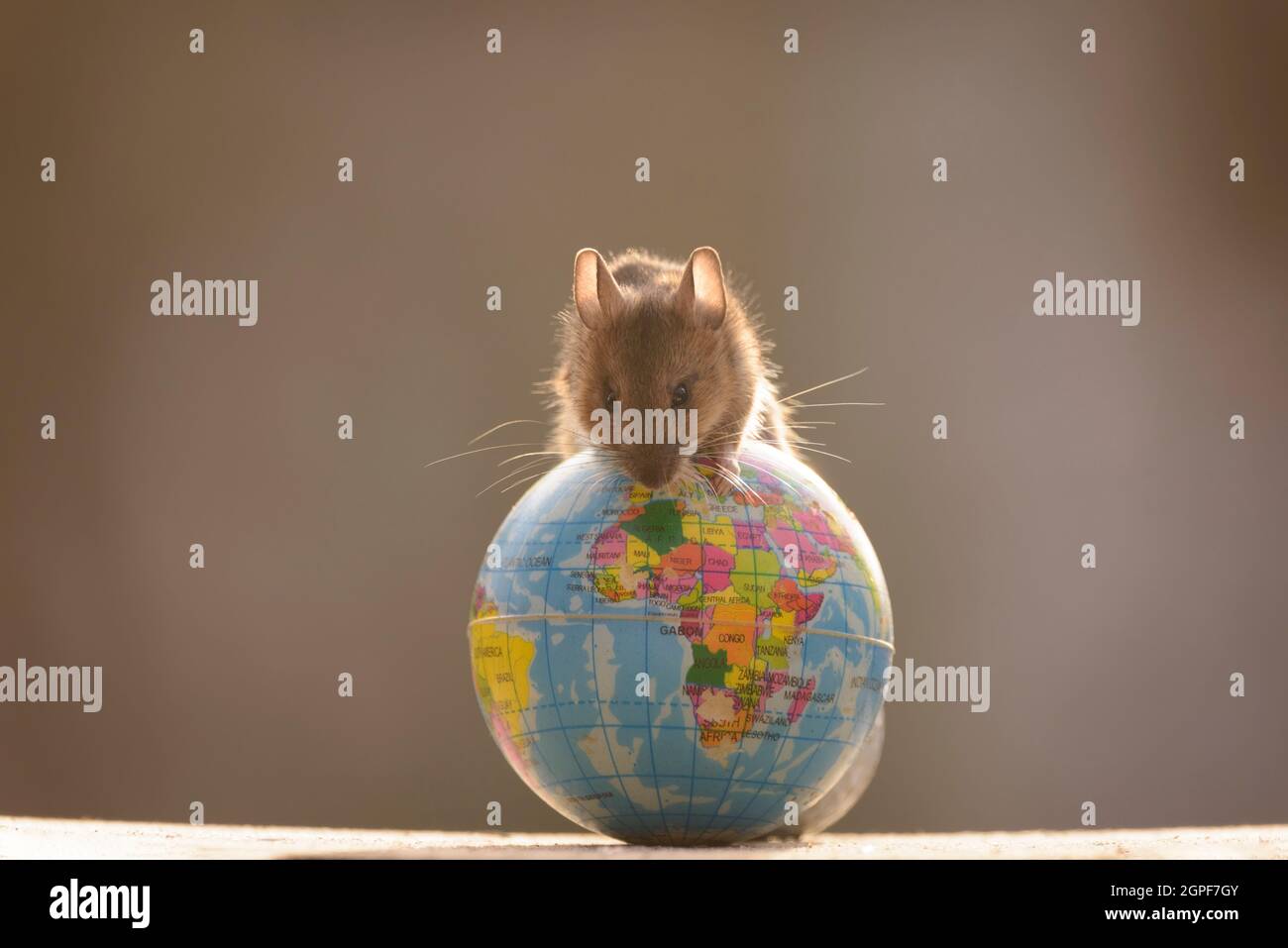 Mouse is standing an a earth globe Stock Photo - Alamy