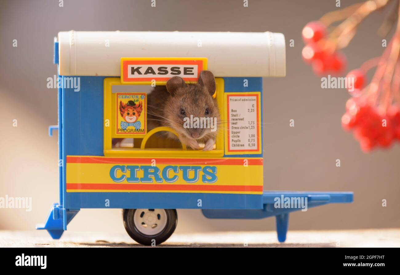 Carnival booth hi-res stock photography and images - Alamy