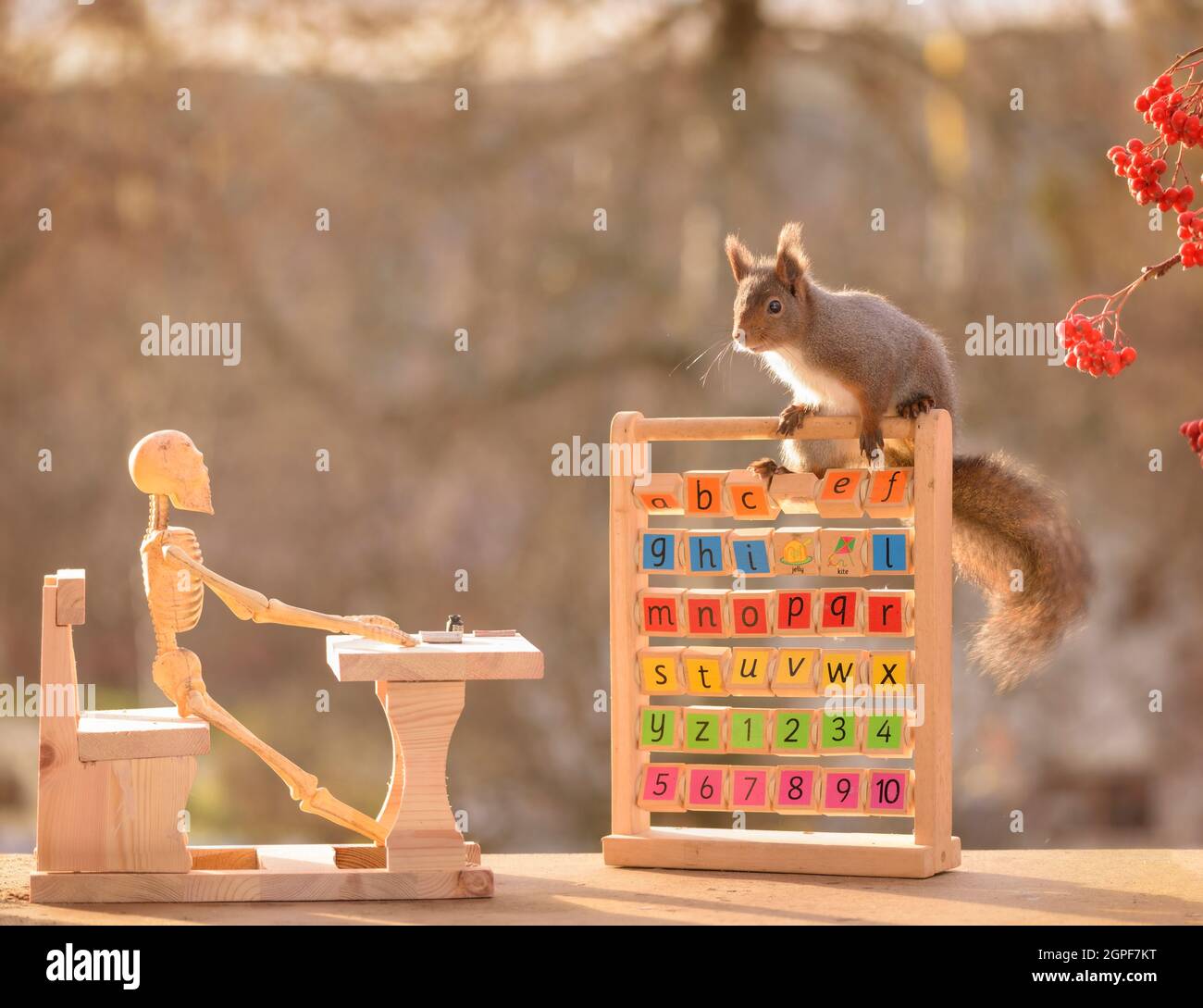 red squirrel with a skeleton and a desk with capitals Stock Photo - Alamy