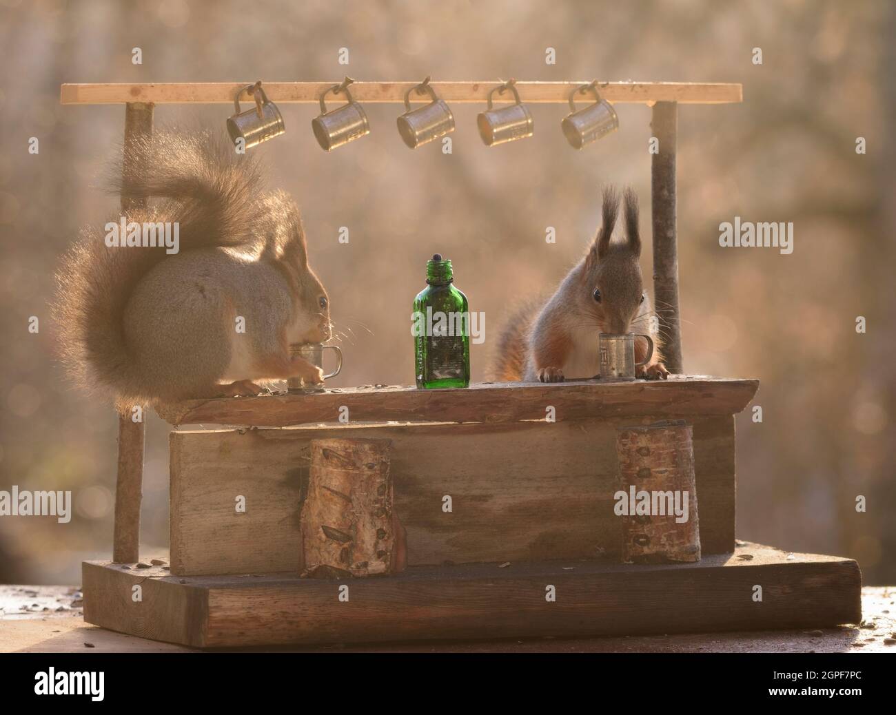 The squirrel bar hi-res stock photography and images - Alamy