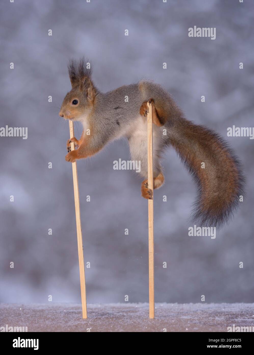 Balancing squirrel hi-res stock photography and images - Alamy