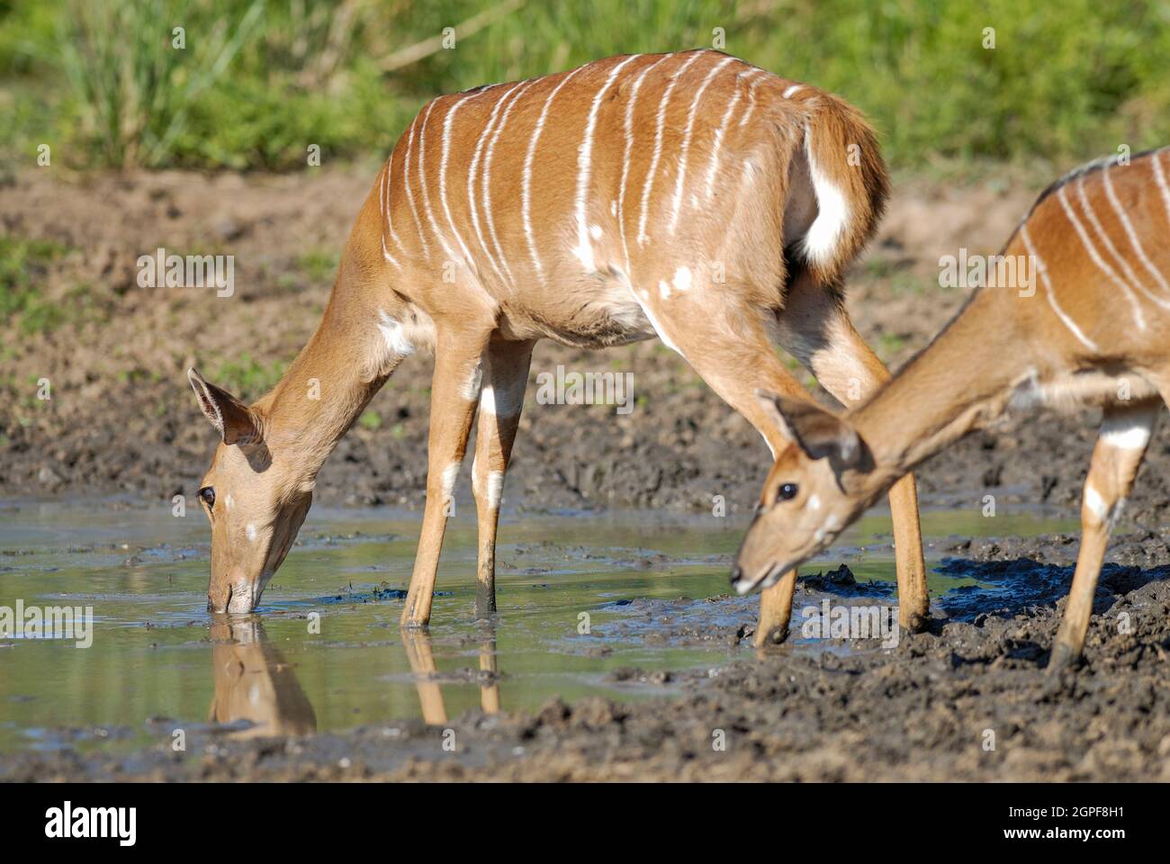 Nyala female in Kruger National Park, South Africa Stock Photo - Alamy