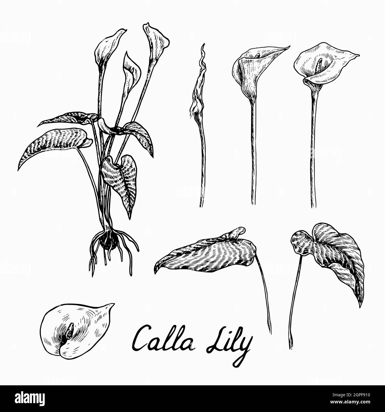 Calla Lily flowers collection, plant with root, flowers, bud and leaves ...