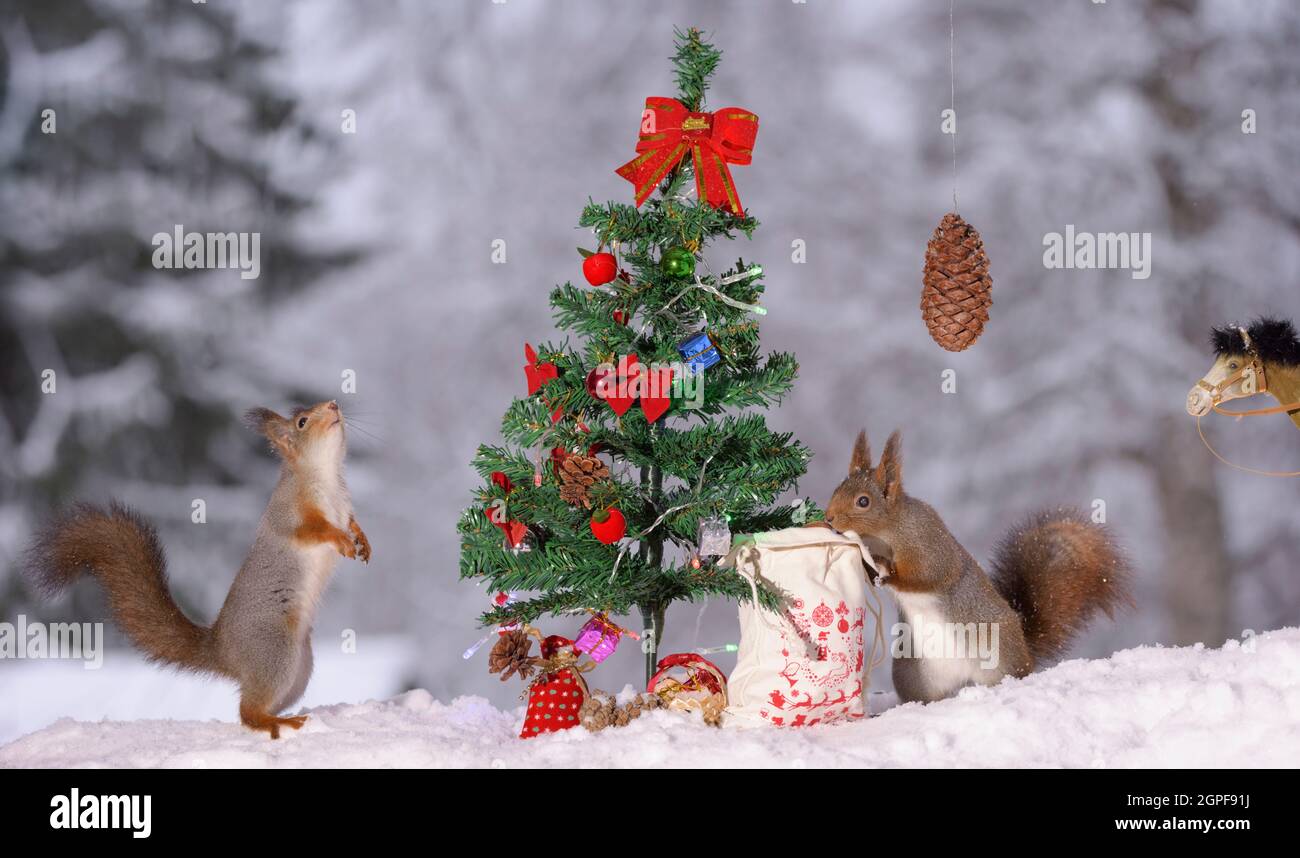 Red squirrels with a christmas tree hi-res stock photography and images ...