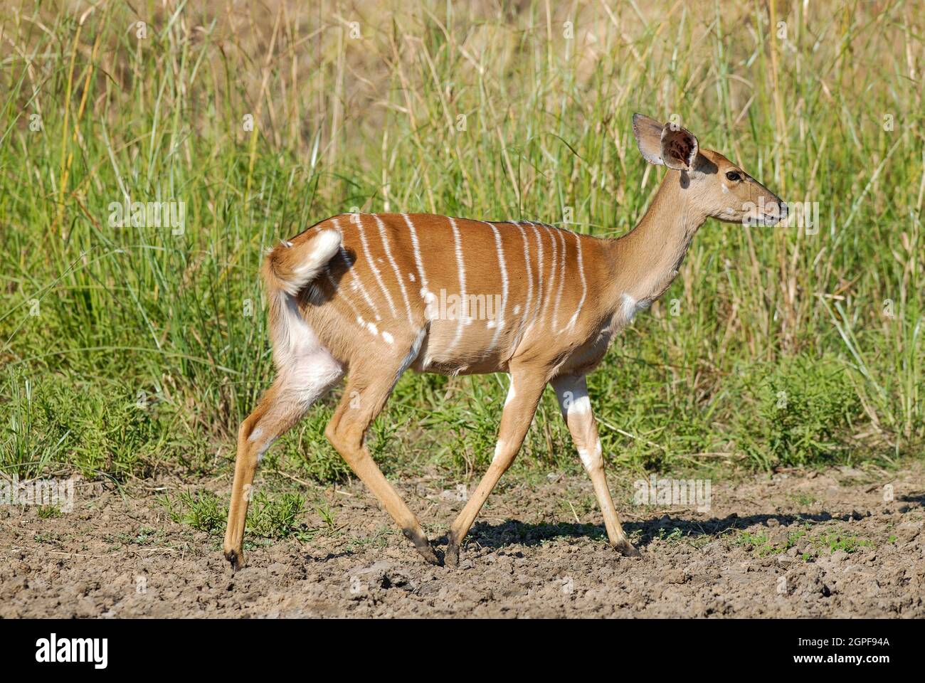 Nyala female in Kruger National Park, South Africa Stock Photo - Alamy