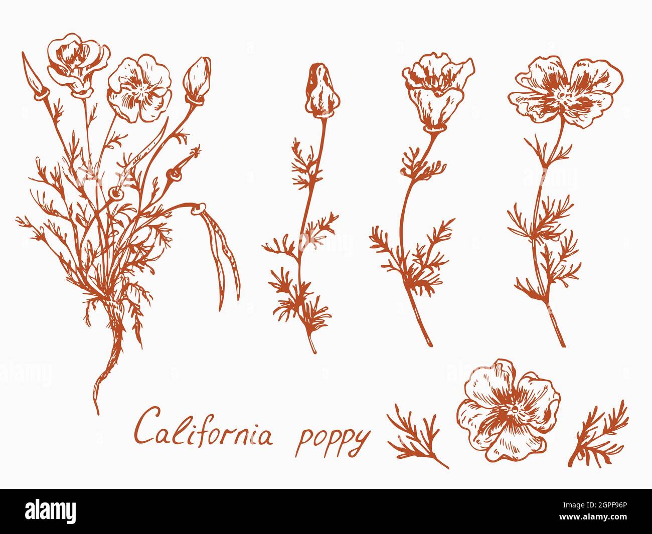 Poppy flower root illustration hi-res stock photography and images - Alamy