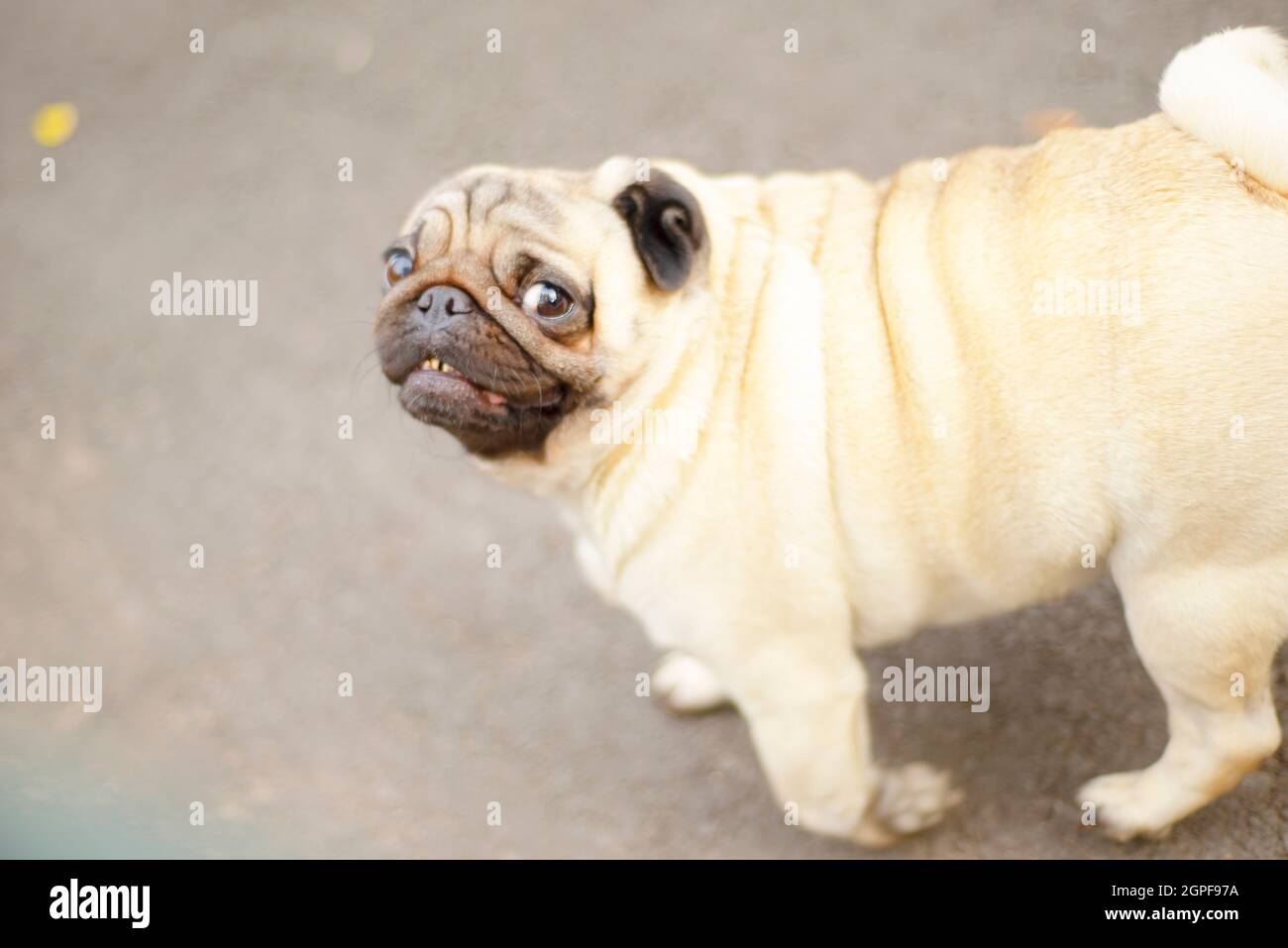 Pug for a walk. Domestic dog. Favorite pet. Grin. Looking into the ...